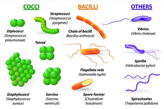 Eubacteria (Bakteri): Materi Biologi Kelas 10