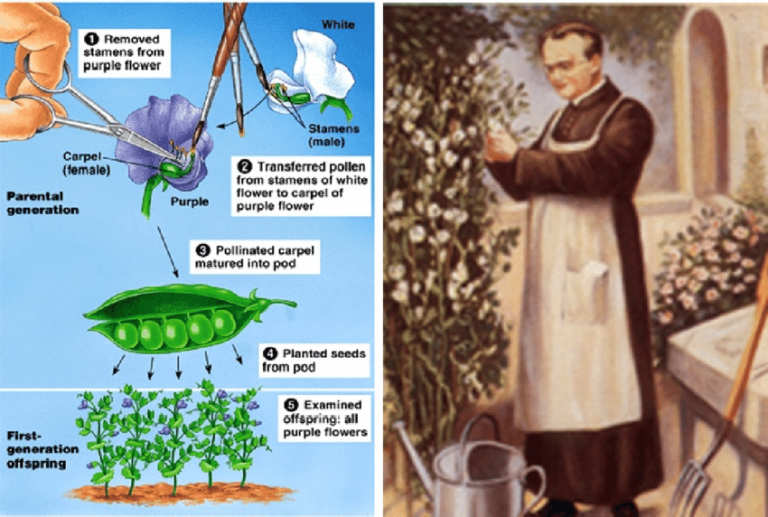 Gregor Mendel: Bapak Genetika Modern Dunia