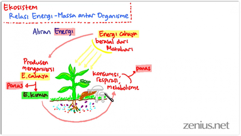 Piramida Energi dalam Ekosistem - Materi Biologi Kelas 10