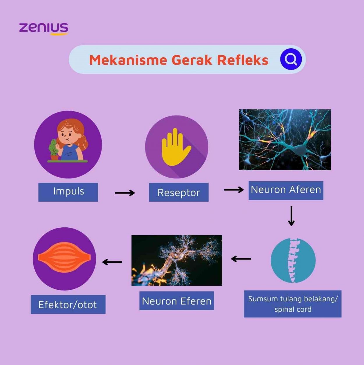 Pengertian, Fungsi, dan Mekanisme Gerak Refleks Manusia
